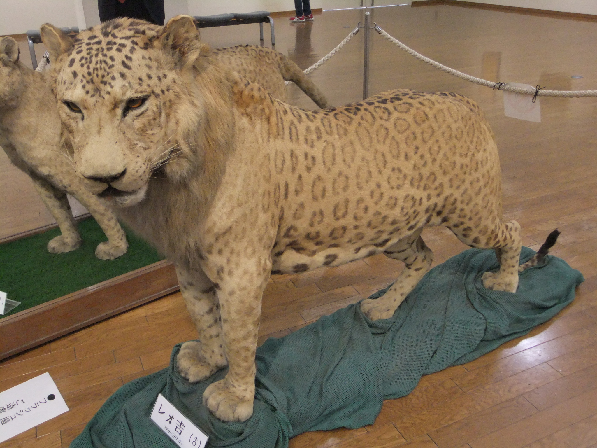 El leopón/liardo: mitad león y mitad leopardo