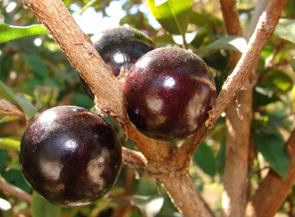 Jaboticaba, la extraña vid brasileña