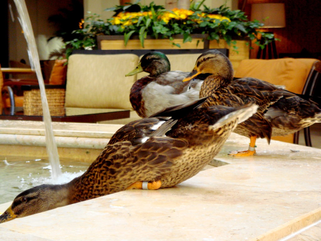 Los populares patos del hotel Peabody